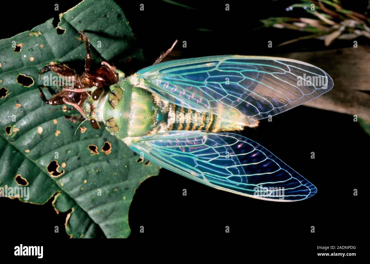 Image 2 of 2. Resting cicada. Adult cicada resting after emerging from its larval case (brown ...
