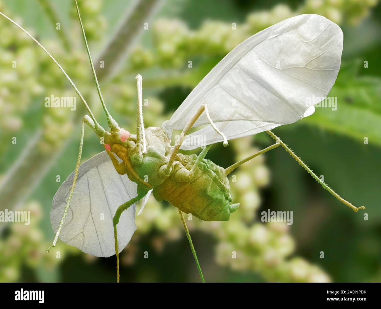 Aphid in flight. Computer manipulated coloured scanning electron ...