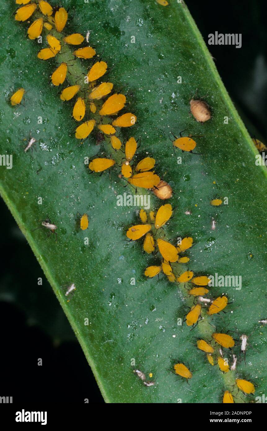 Aphids. Aphids feeding on a leaf. Aphids feed on plant juices and are a ...