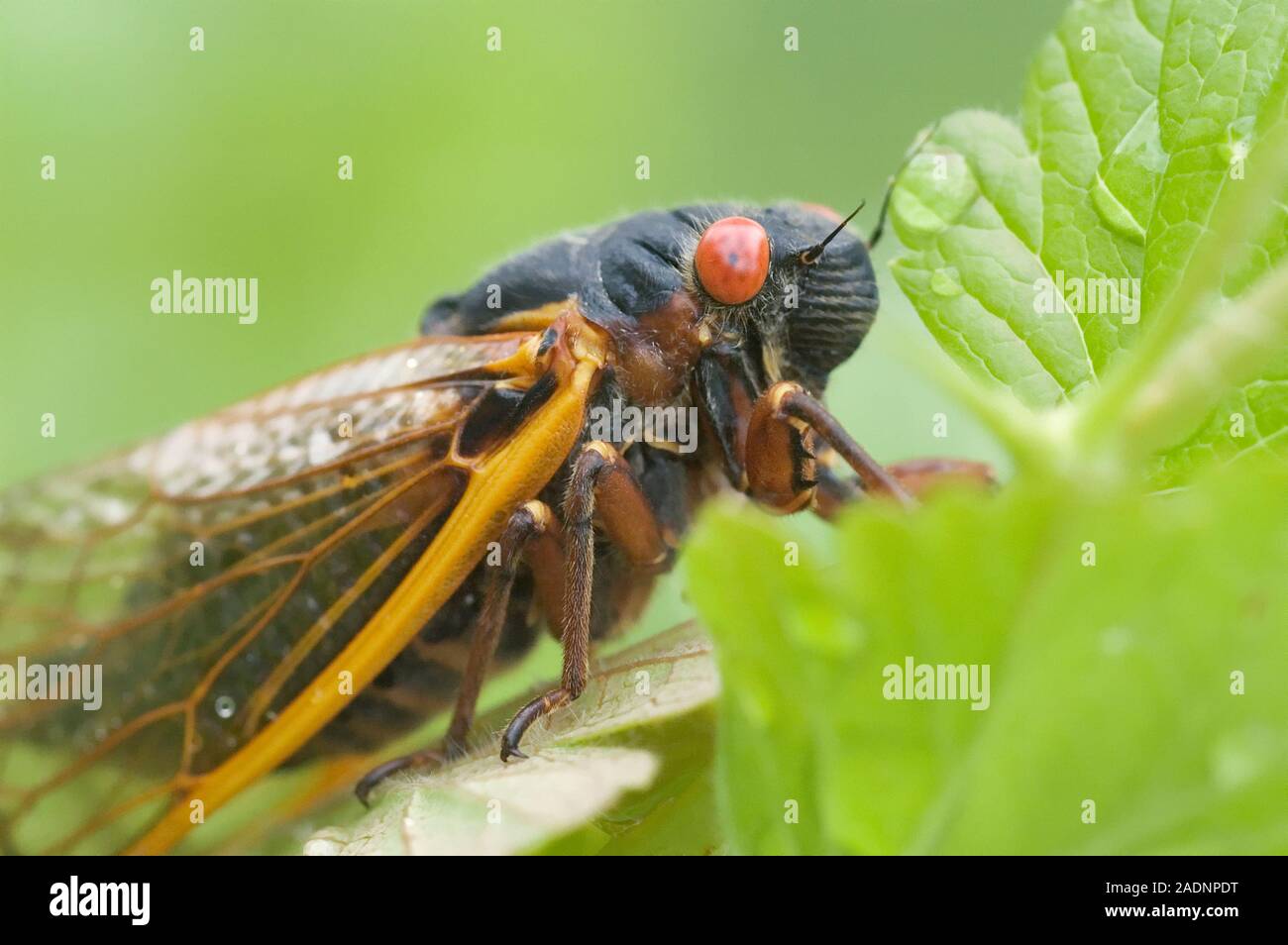 Magicicada septendecim. This particular species of cicada has an ...