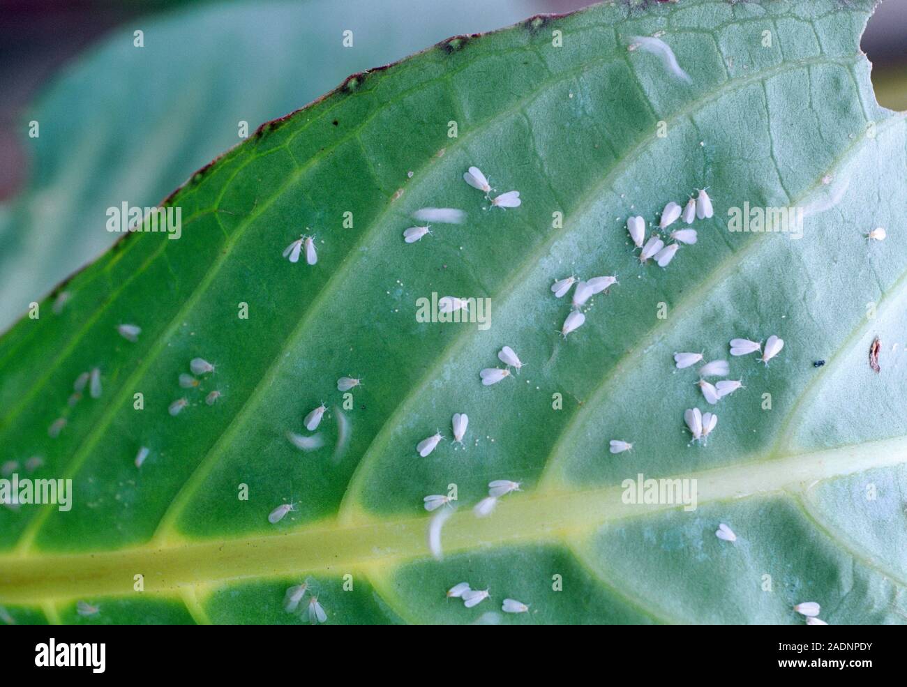 Whitefly. Infestation of whitefly (Trialeuroides vaporarium) on a leaf ...