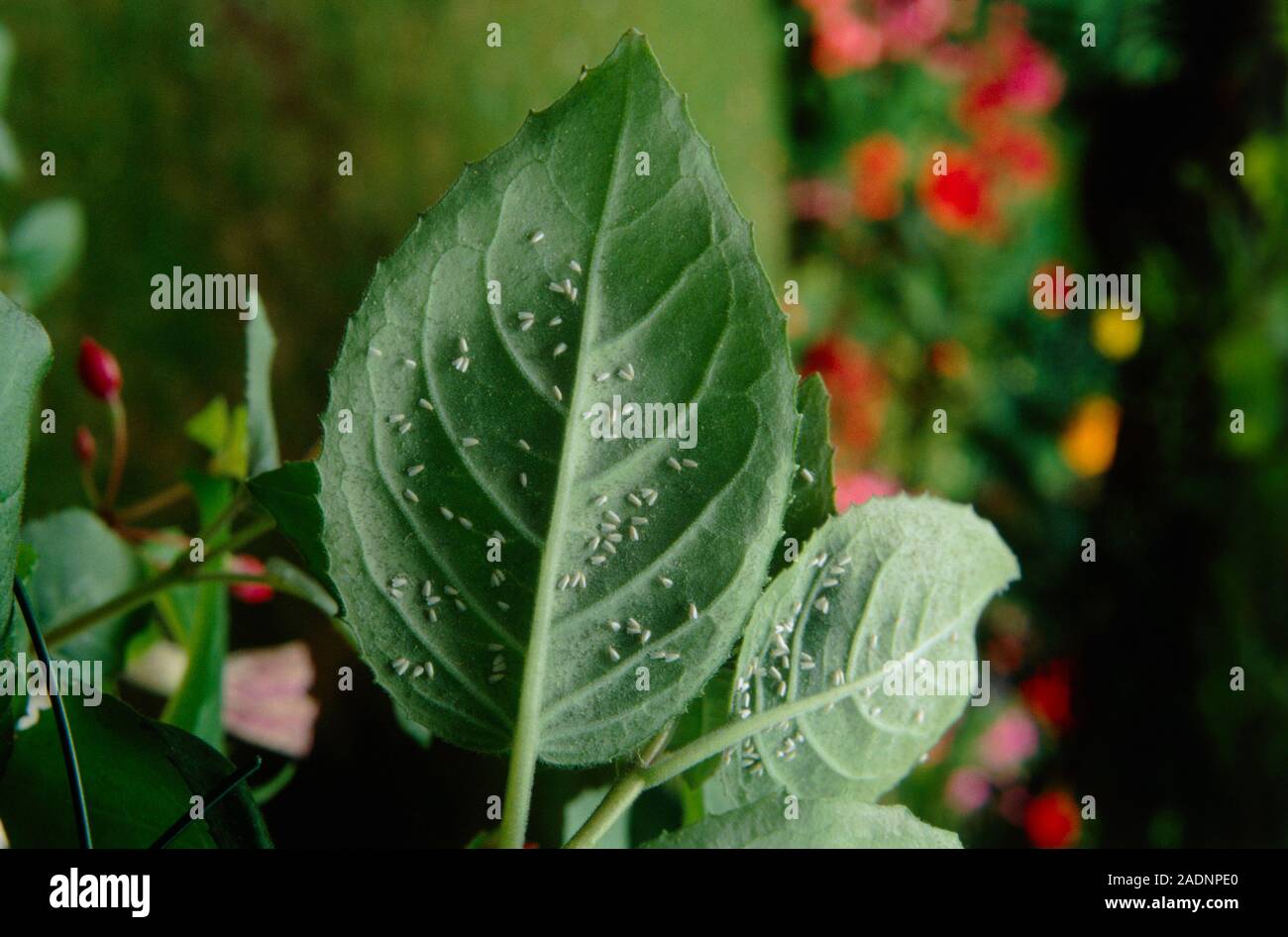 Whitefly. Infestation of whitefly (Trialeuroides vaporarium) on a ...