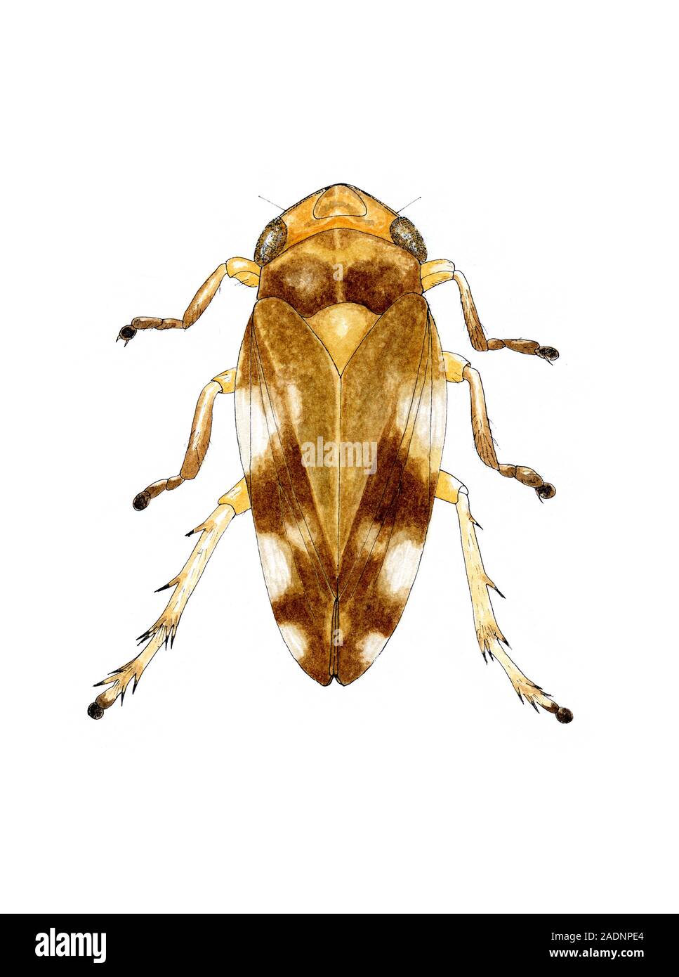 Cuckoo spit (Philaenus spumarius), artwork. This species is also known ...