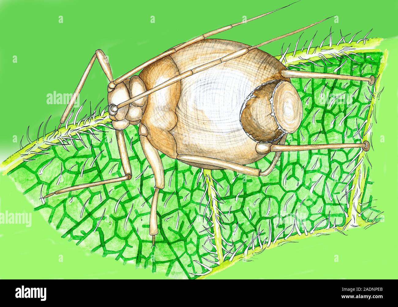 Parasitised aphid (Microlophium carnosum) on a nettle leaf, artwork ...
