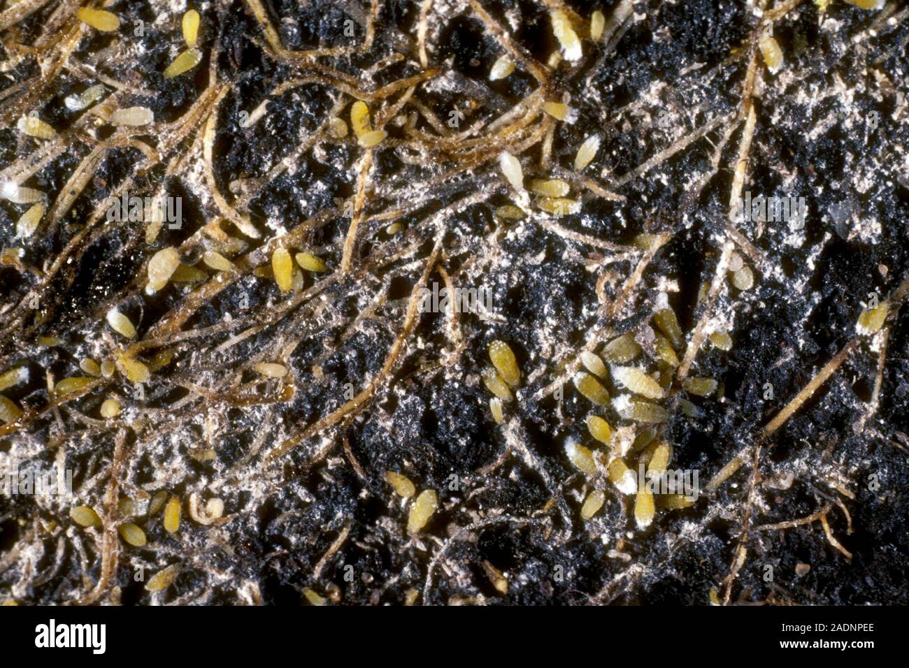 Root aphids (family Aphidae). These aphids attack a plant's roots and ...