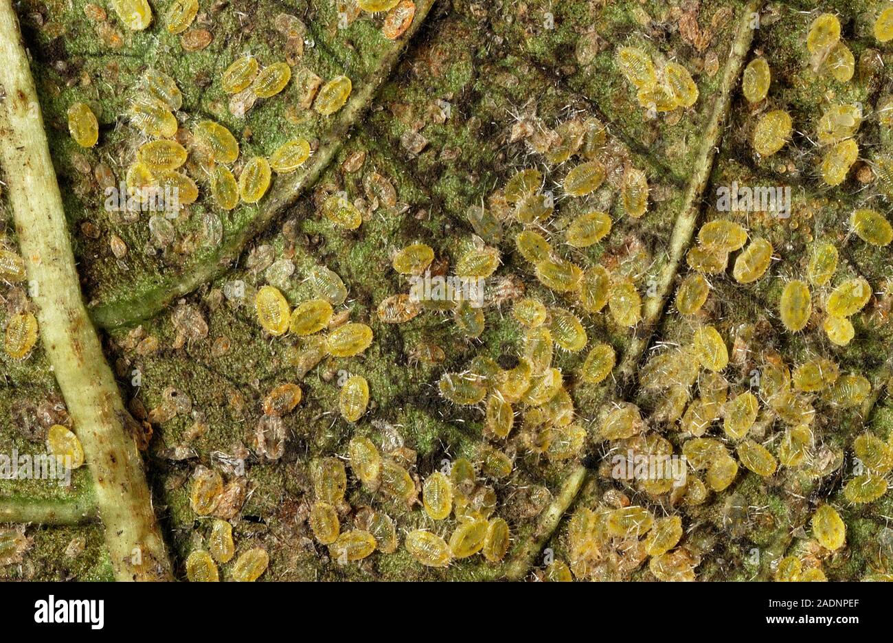 Castor whitefly (Trialeurodes ricini) nymphs on the underside of a ...