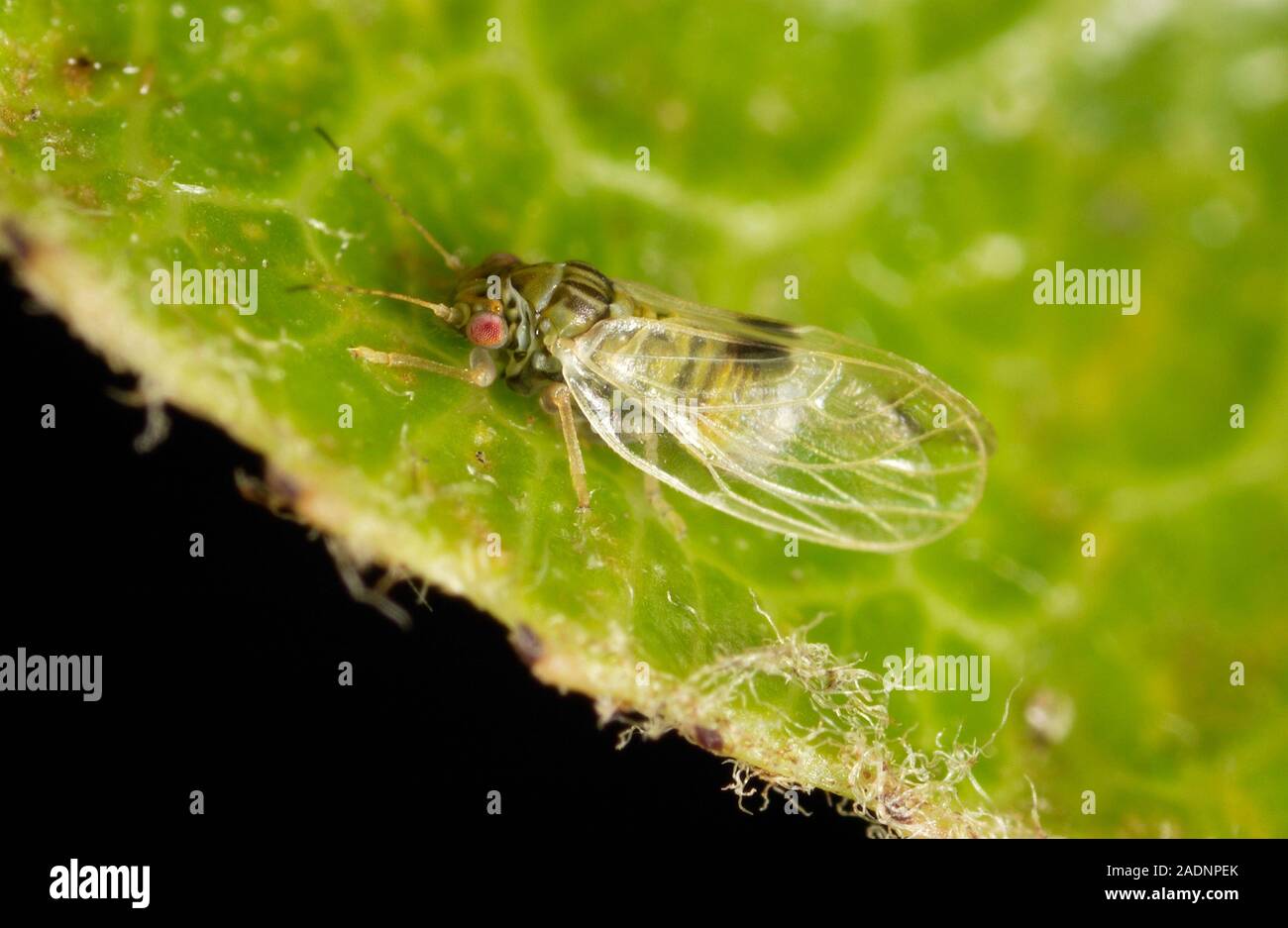 Pear sucker (Psylla pyricola) on a plant leaf. This pysillid is a ...