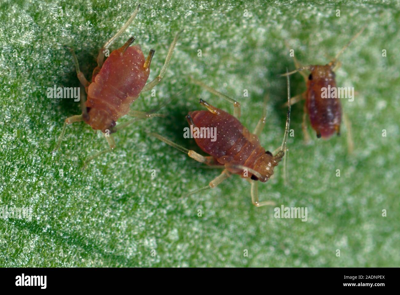 Banana aphids (Pentalonia nigronervosa). This aphid is a pest of banana ...