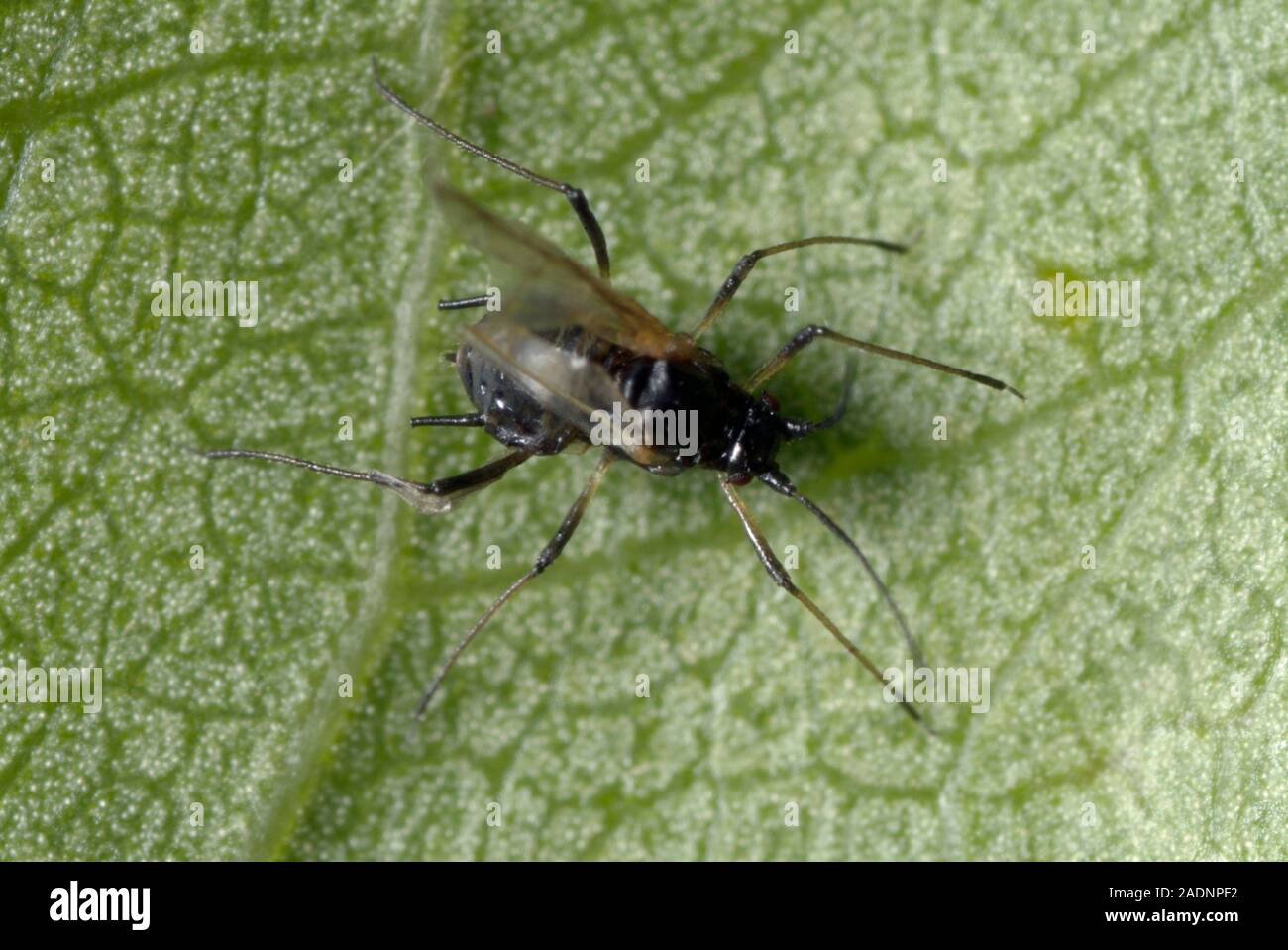 Winged myzus aphid (Myzus varians). This species of aphid is a pest of peach trees (Prunus ...
