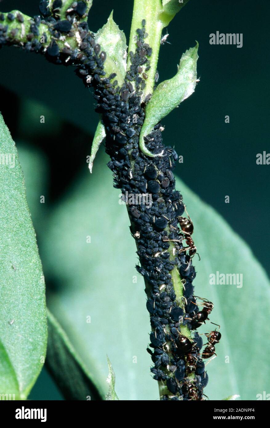 Black bean aphids (Aphis fabae) on broad bean stem Stock Photo - Alamy