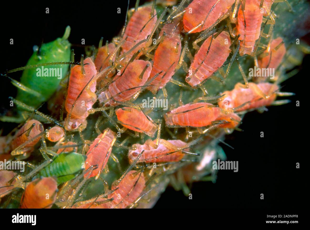 Rose aphids (Macrosiphum rosae) on a rose bush. These insects are a ...