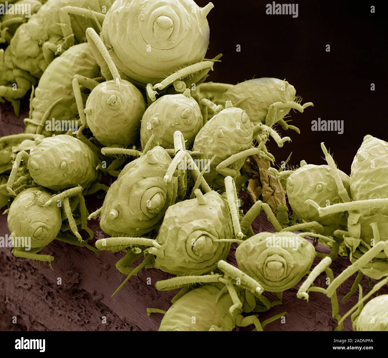 Aphids. Coloured scanning electron micrograph (SEM) of aphids (family ...