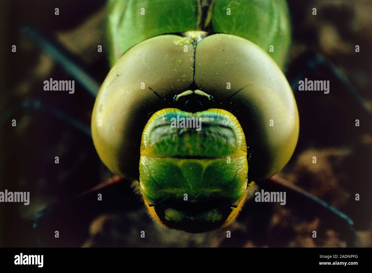 Macrophotograph of the head & compound eyes of the Emperor dragonfly ...