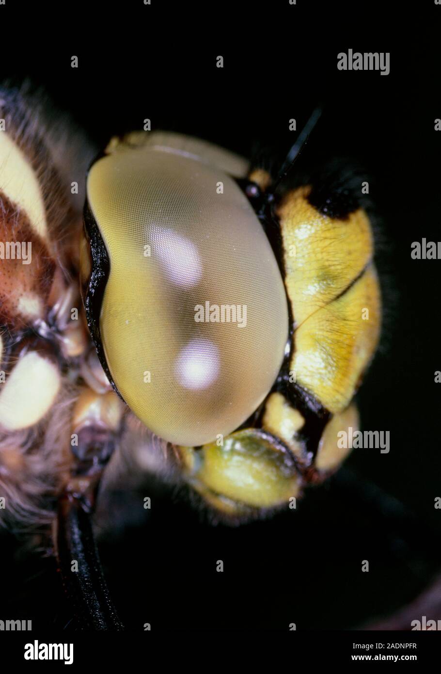 Compound eye of dragonfly. Macrophotograph of the compound eye of a ...