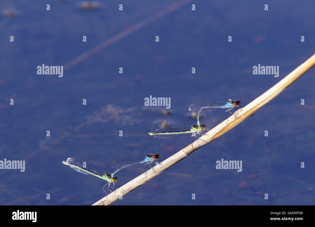 Damselflies. Two pairs of unidentified damselflies (order Odonata ...
