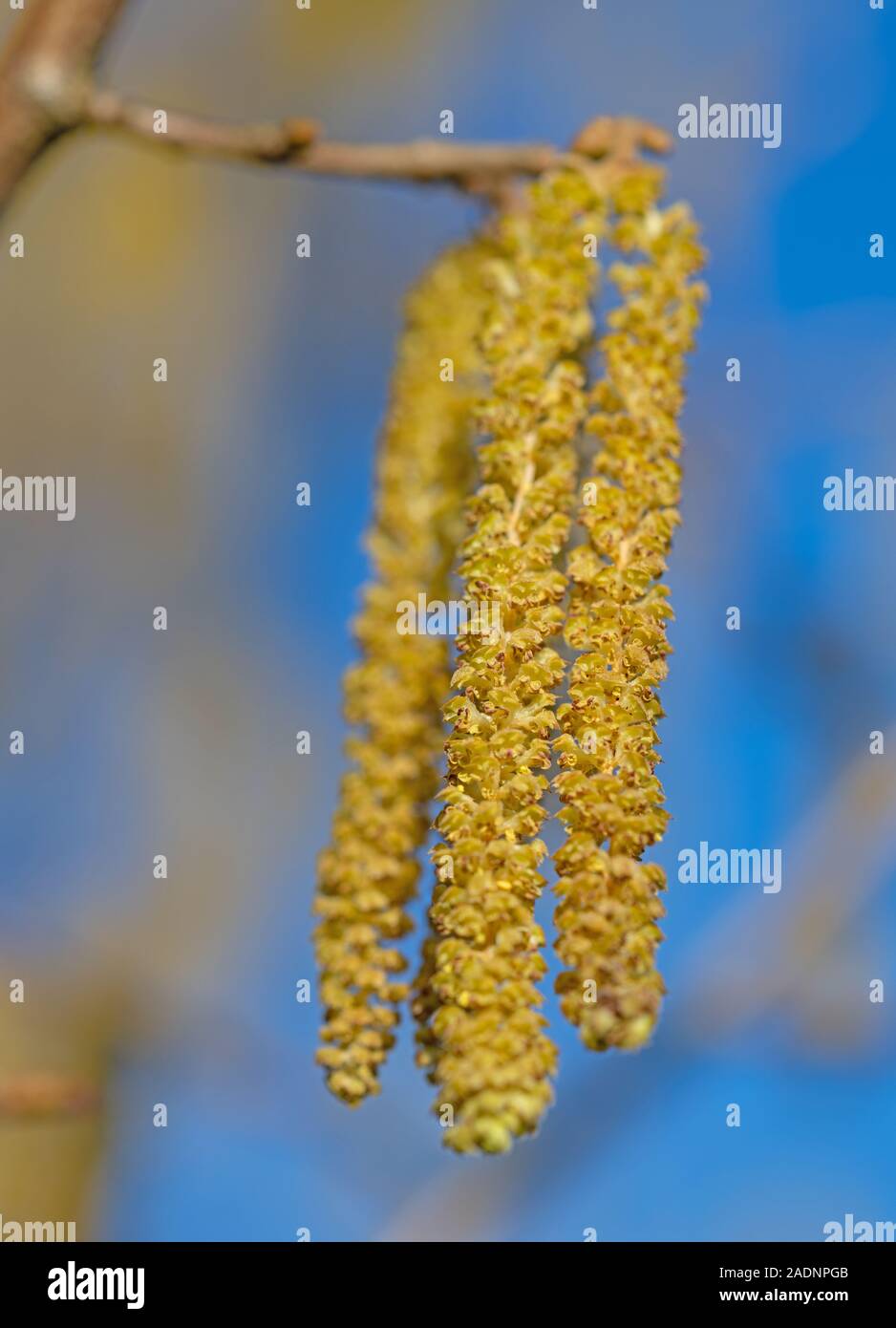 Male hazelnut blossom hi-res stock photography and images - Alamy