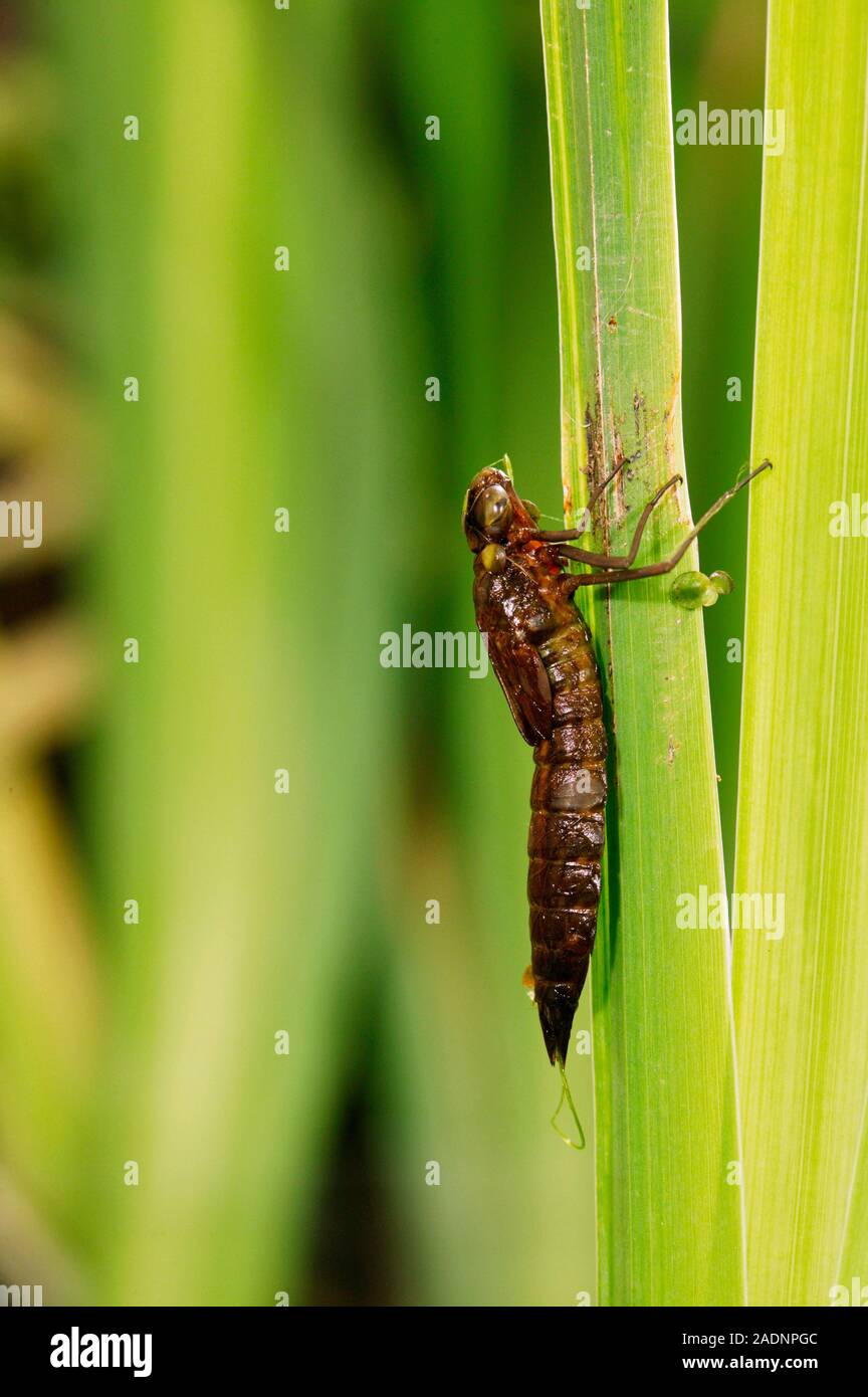 Image 1 of 7. Emperor dragonfly metamorphosis. Emperor dragonfly (Anax ...