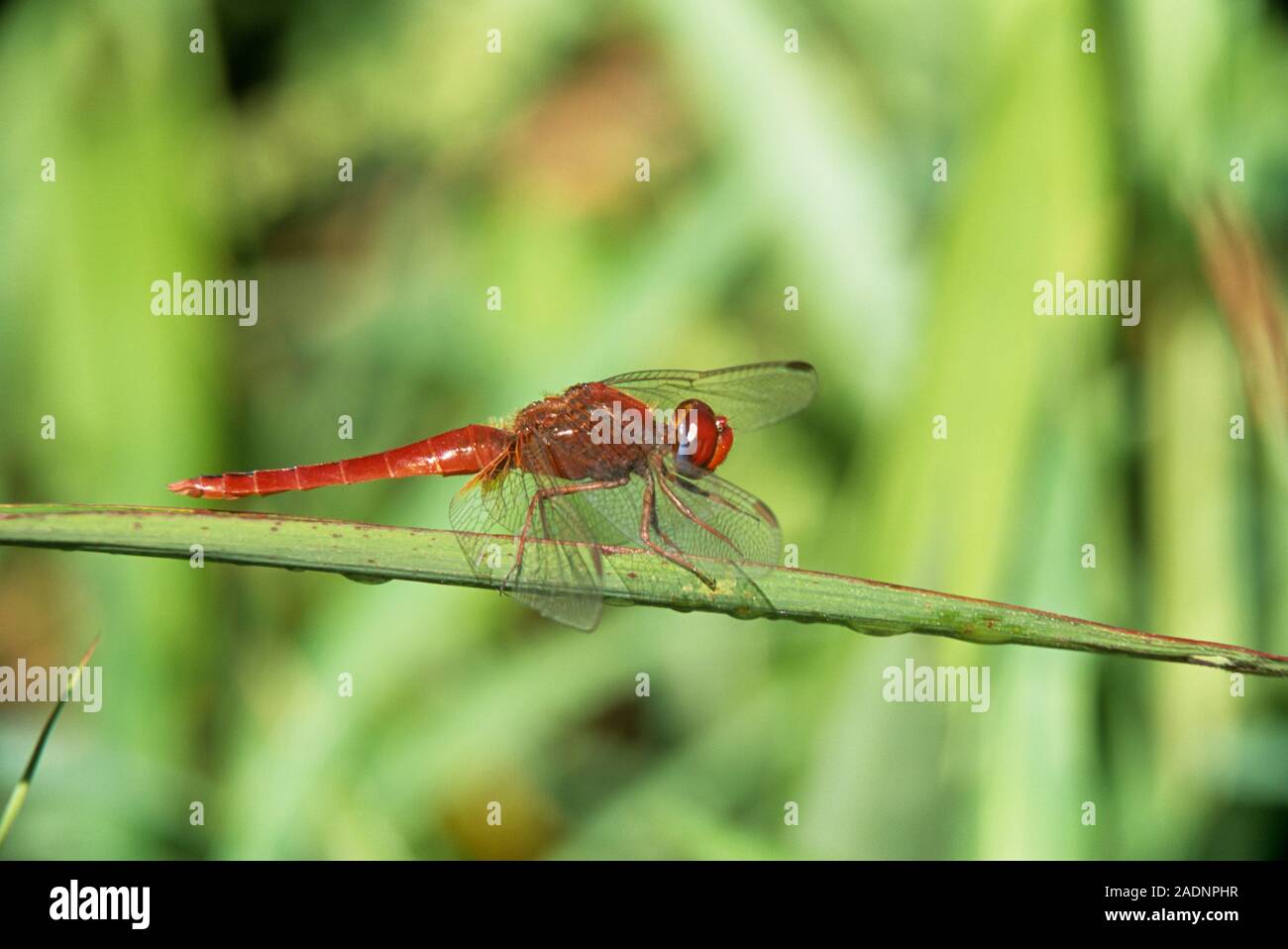 Red veined dropwing (Trithemis arteriosa). Photographed in Howick ...