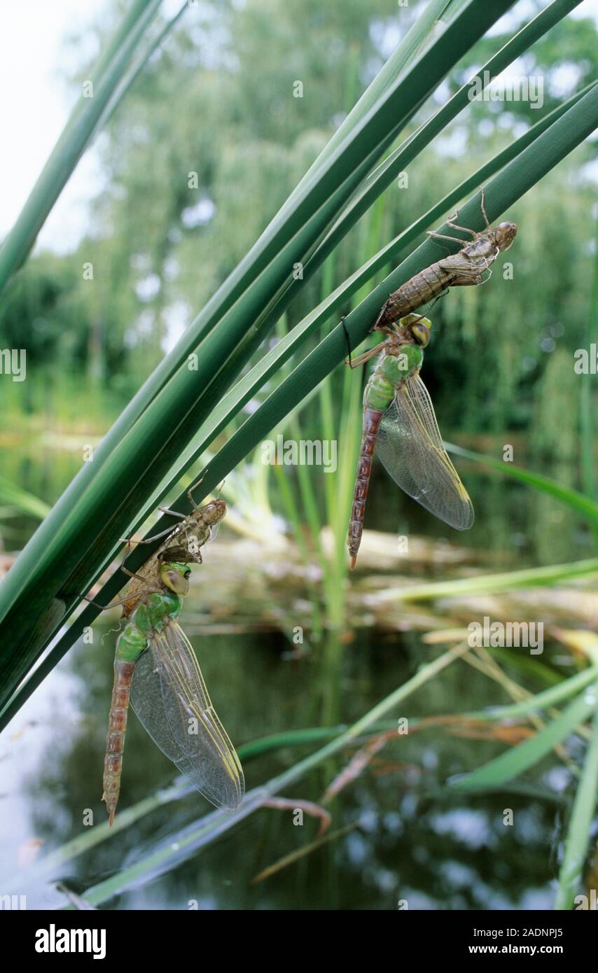 Dragonfly metamorphosis. Adult dragonflies on plant stems after ...