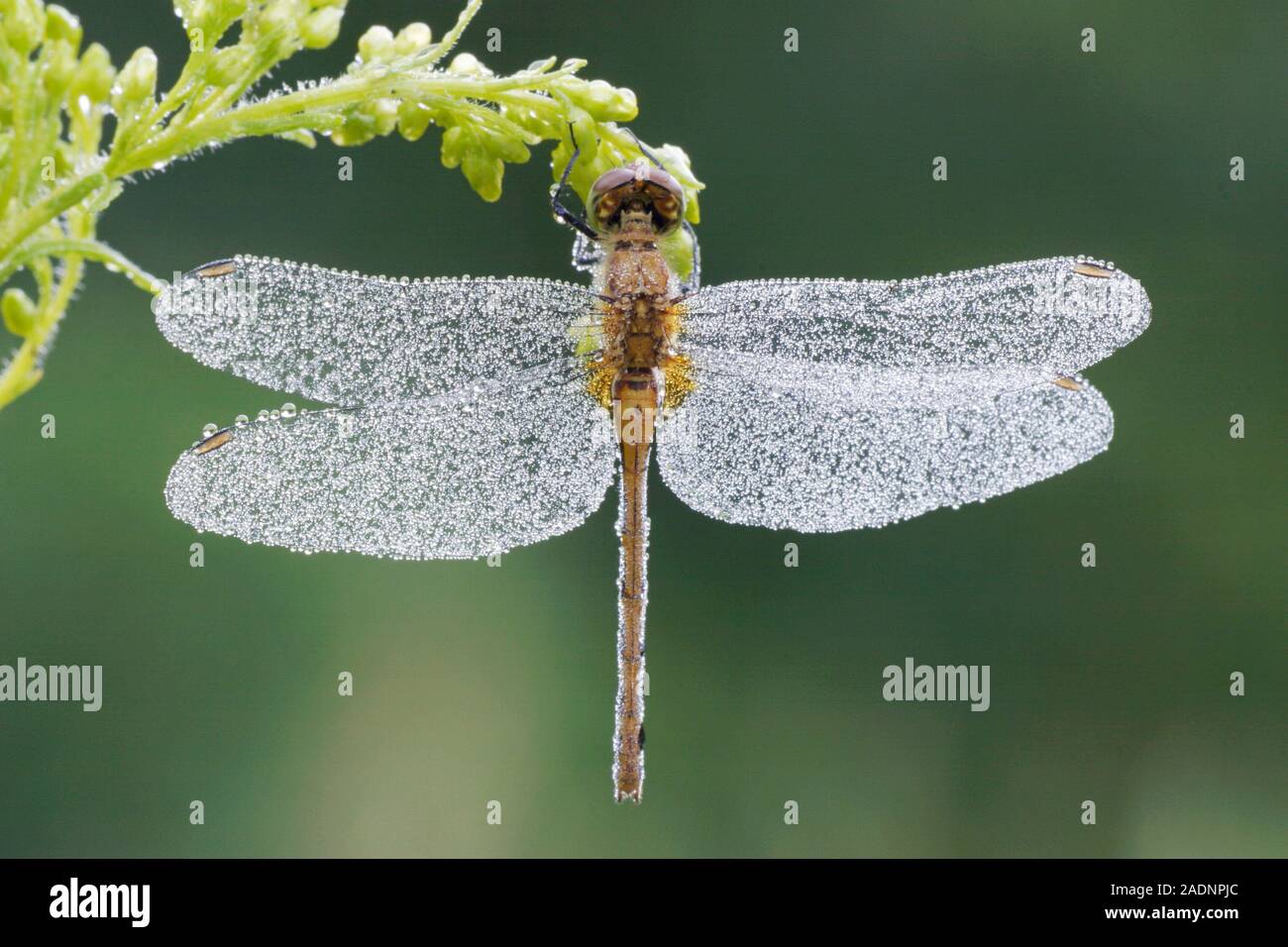 Dragonfly covered in condensation. Photographed in Michigan, USA Stock ...