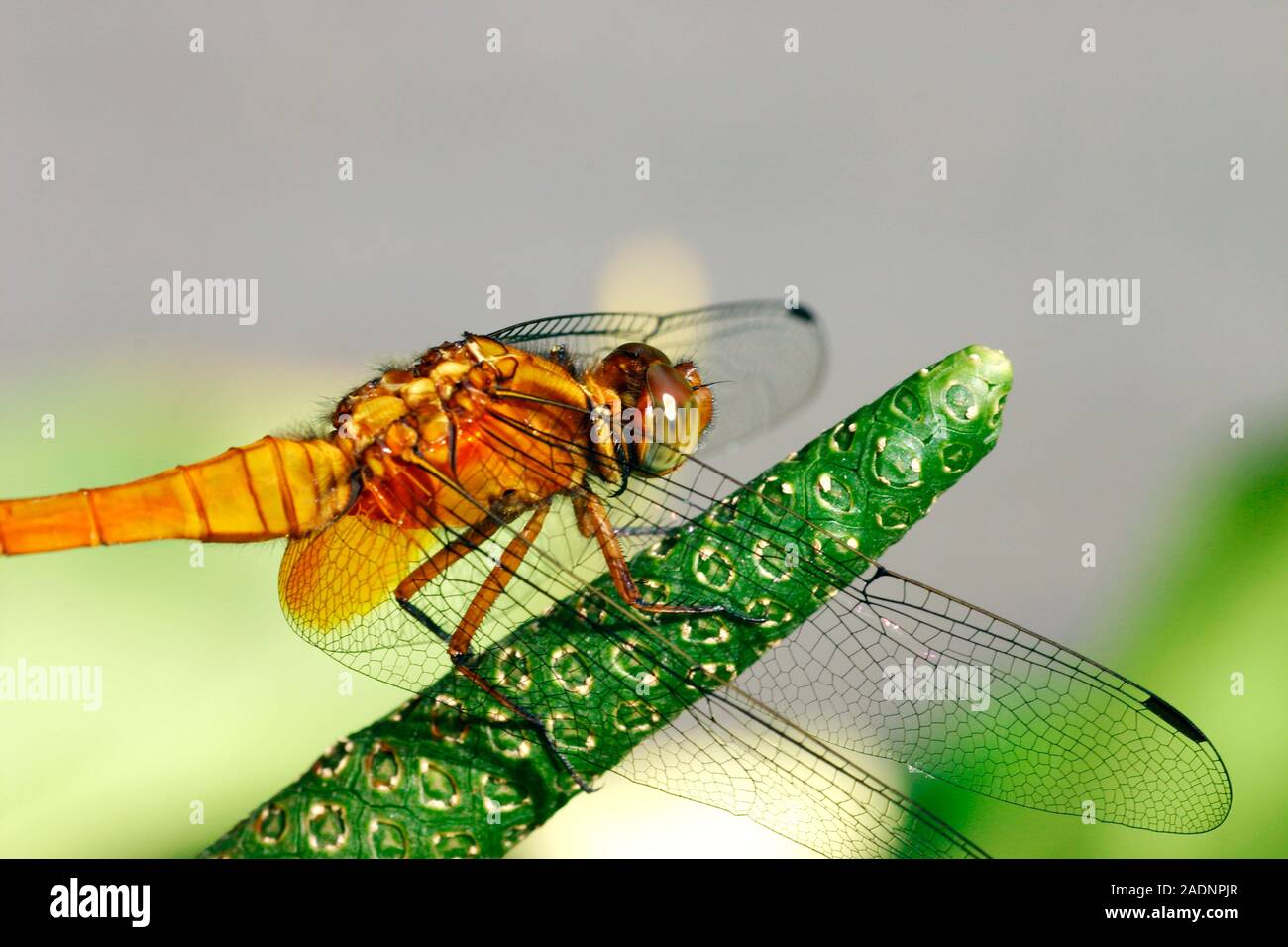 Dragonfly (order Odonata) on a plant Stock Photo - Alamy
