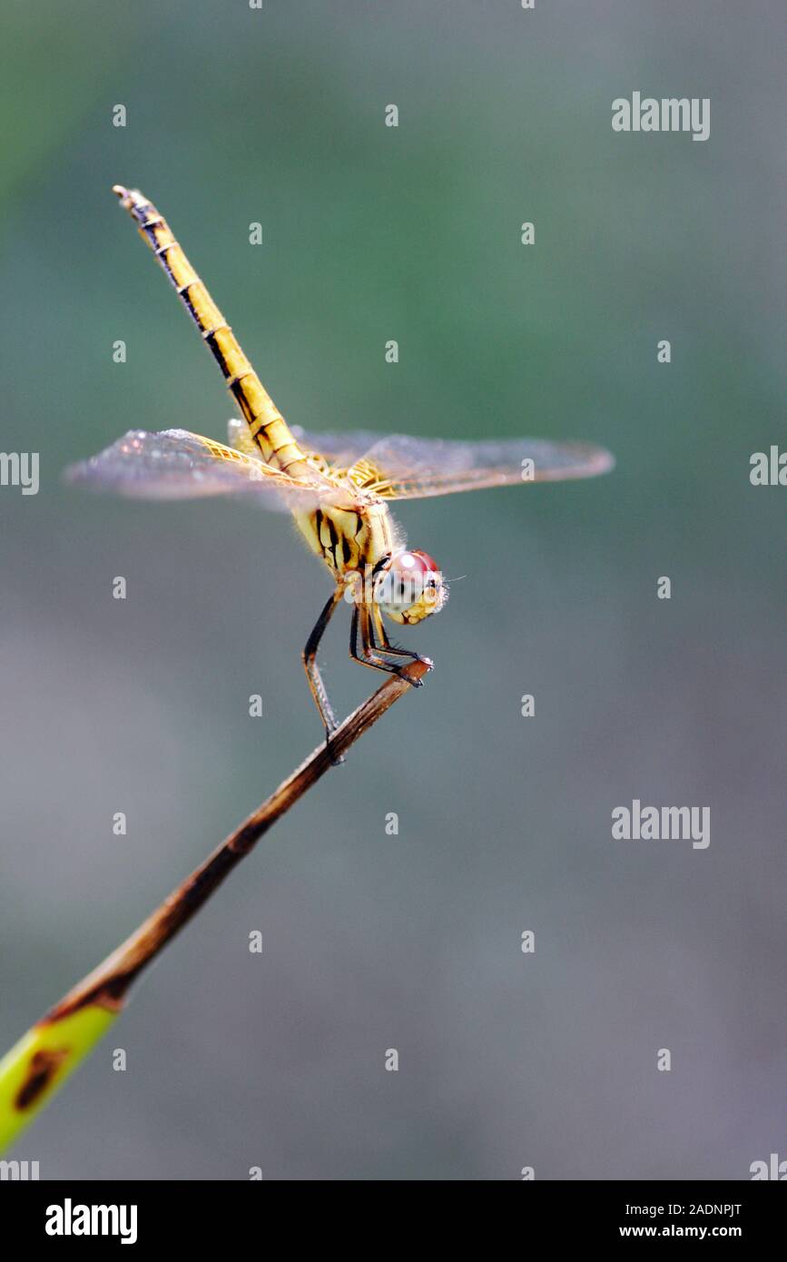 Dragonfly (order Odonata) on a plant Stock Photo - Alamy