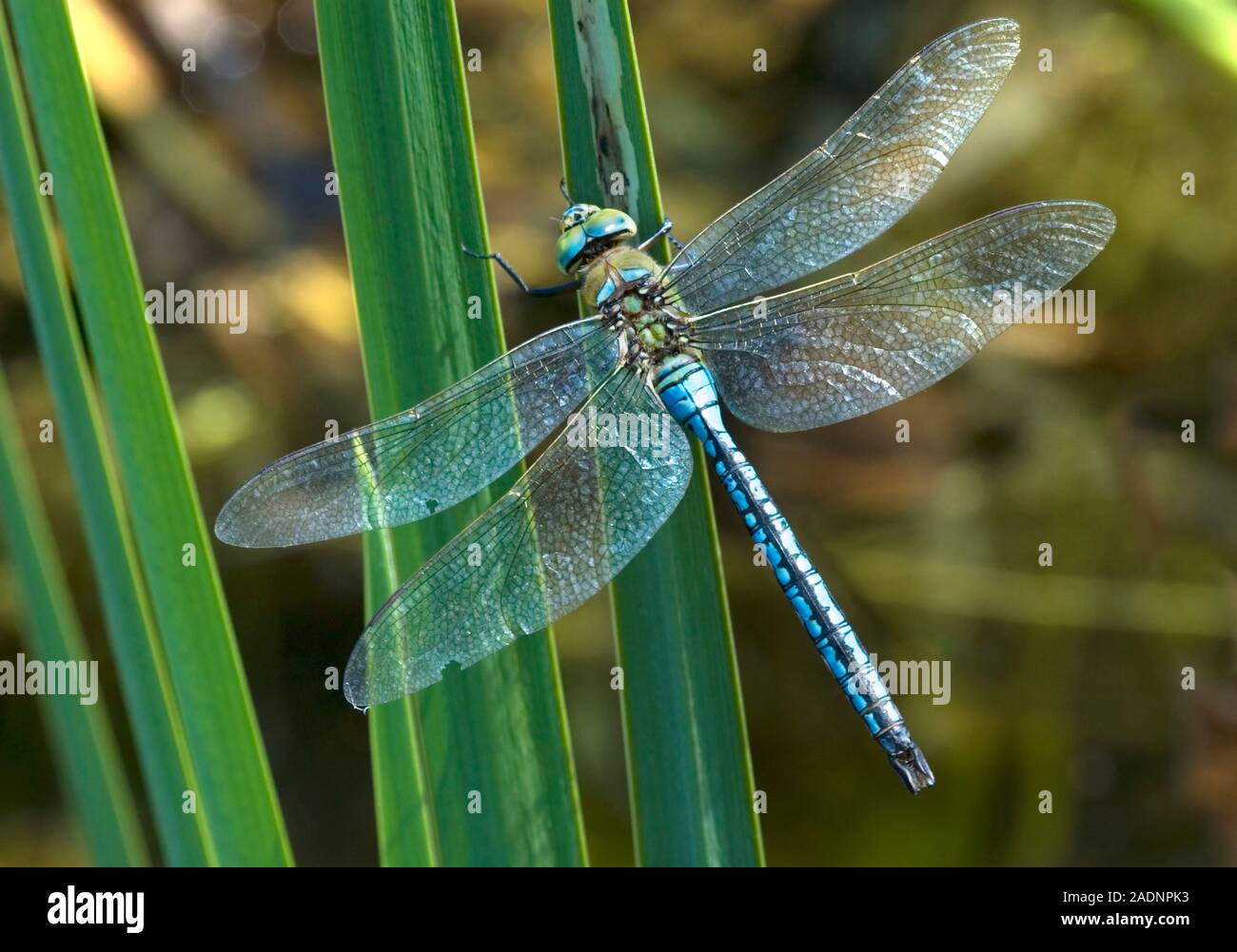 Male emperor dragonfly (Anax imperator). The male is predominantly blue ...