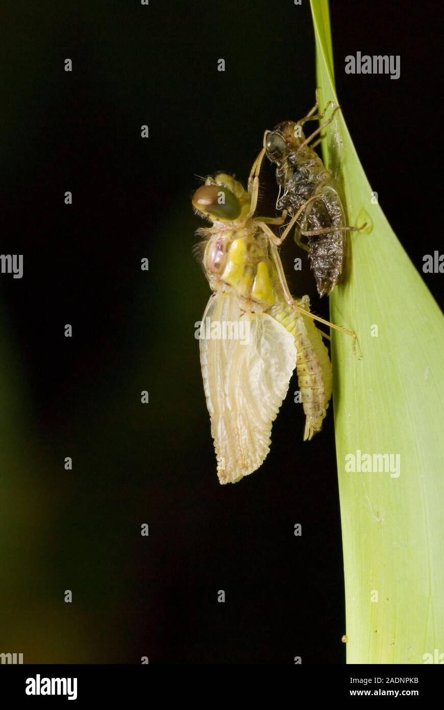 Common darter dragonfly (Sympetrum striolatum) undergoing metamorphosis ...