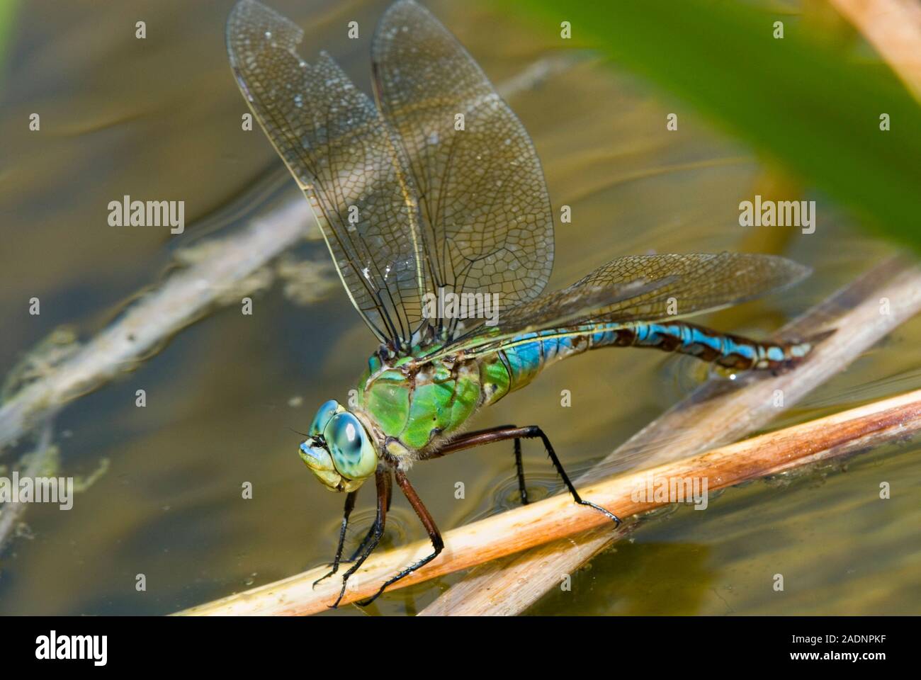 Female emperor dragonfly (Anax imperator) laying eggs into a decaying ...