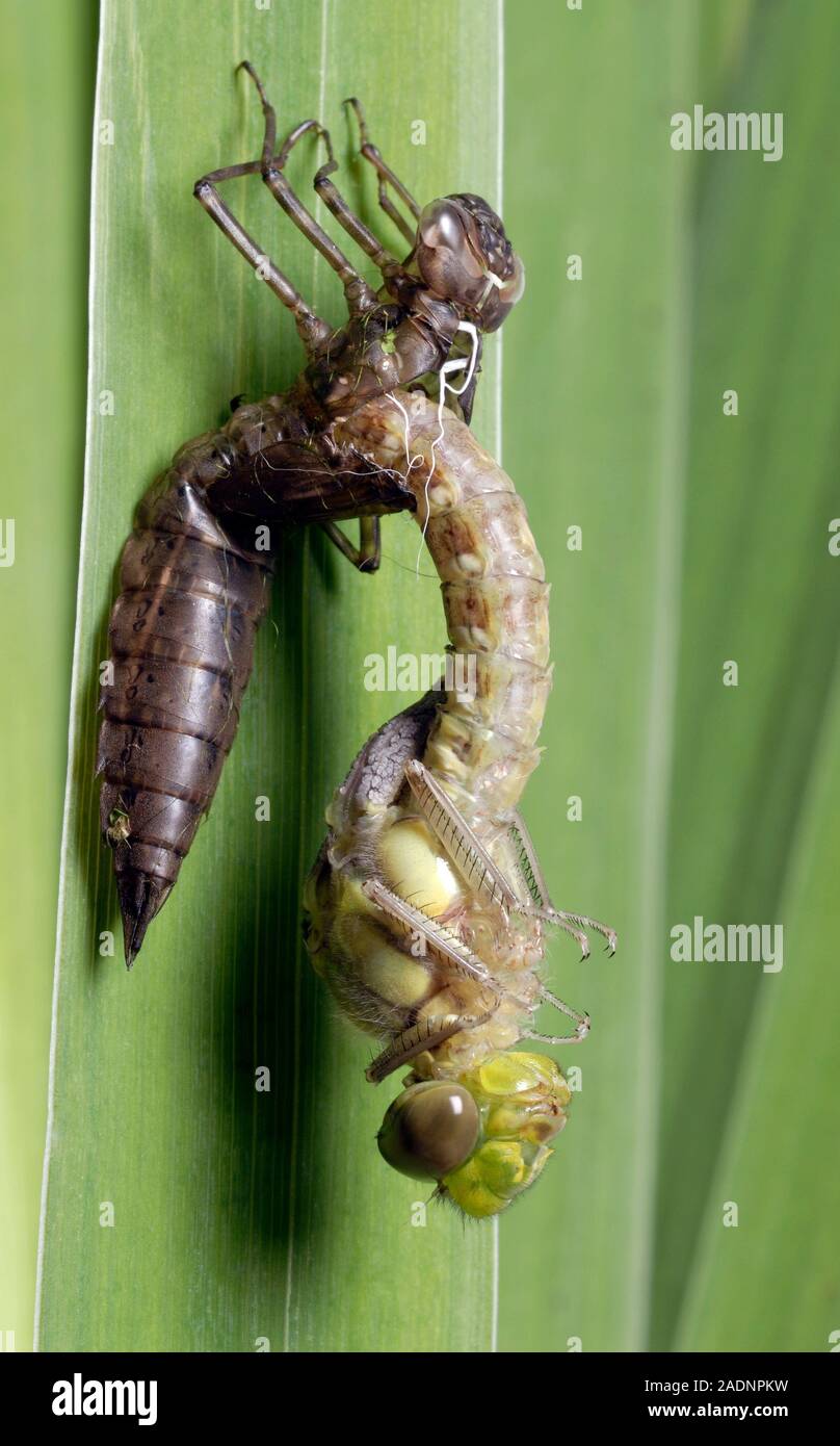Golden ringed dragonfly metamorphosis. Image 1 of 5. This dragonfly ...