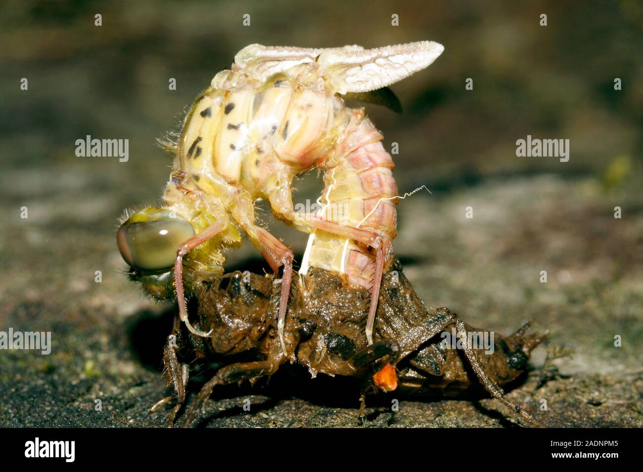 Dragonfly metamorphosis (order Odonata). This dragonfly has nearly ...