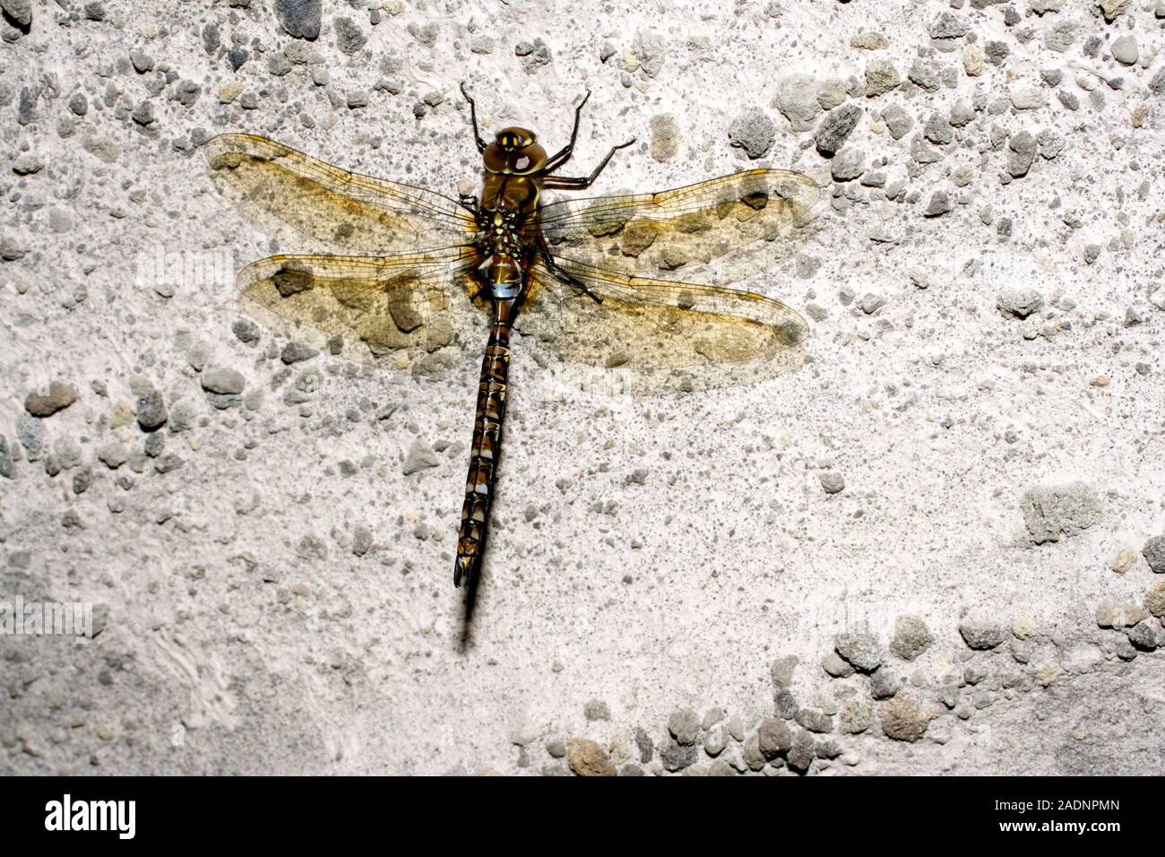 Dragonfly (infraorder Anisoptera) resting under a ledge. Dragonflies ...