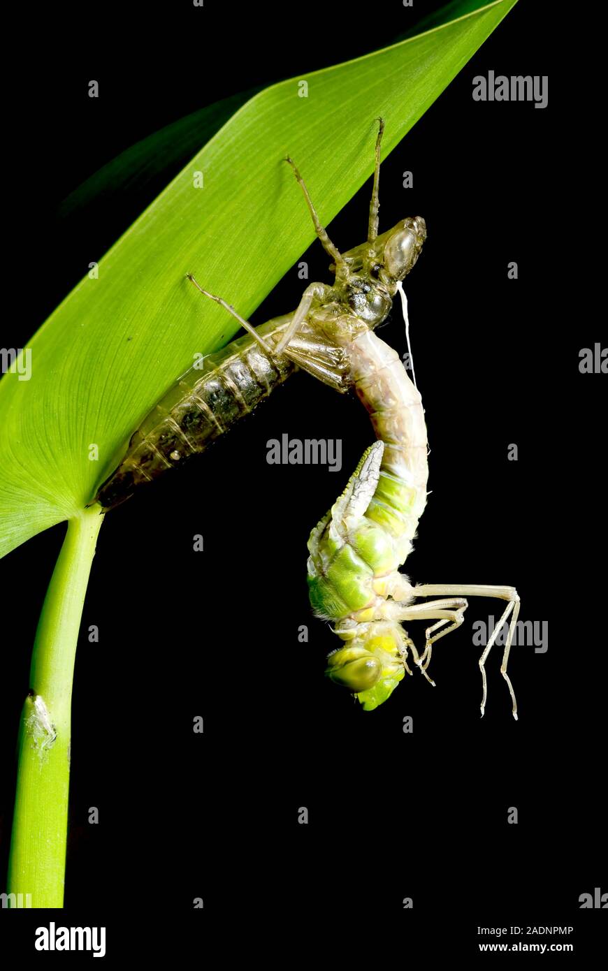 Emperor dragonfly metamorphosis. Image 1 of 3. Adult emperor dragonfly ...