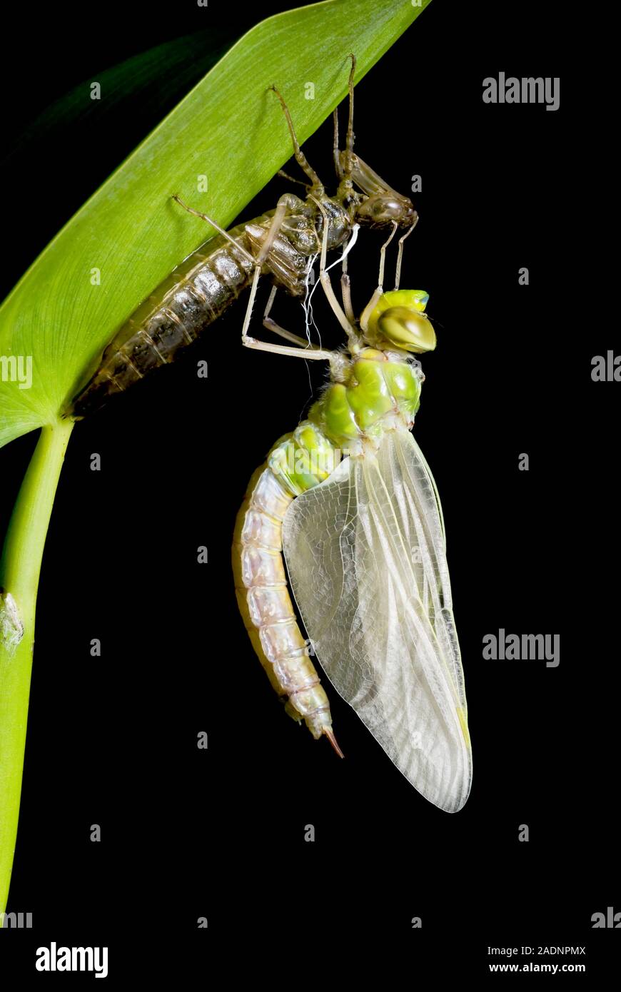 Emperor dragonfly metamorphosis. Image 3 of 3. Fully emerged adult ...