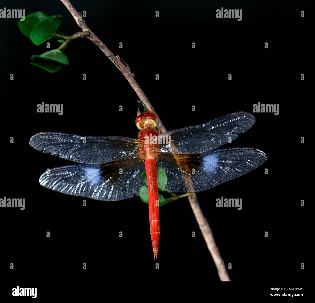 Coral-tailed cloud wing dragonfly (Tholymis tillarga) resting on a ...