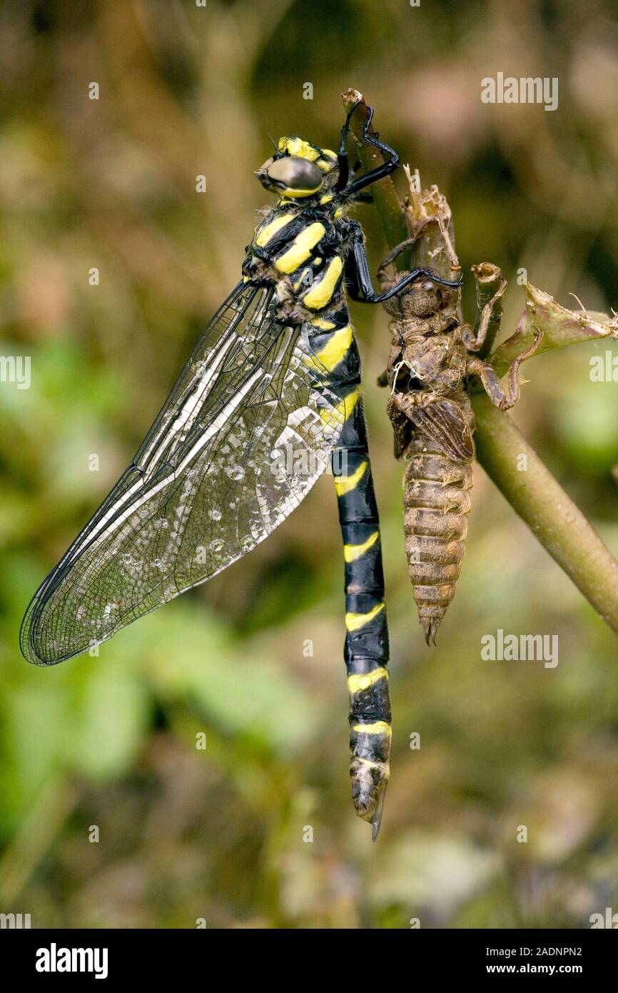 Sombre goldenring dragonfly metamorphosis. This dragonfly ...