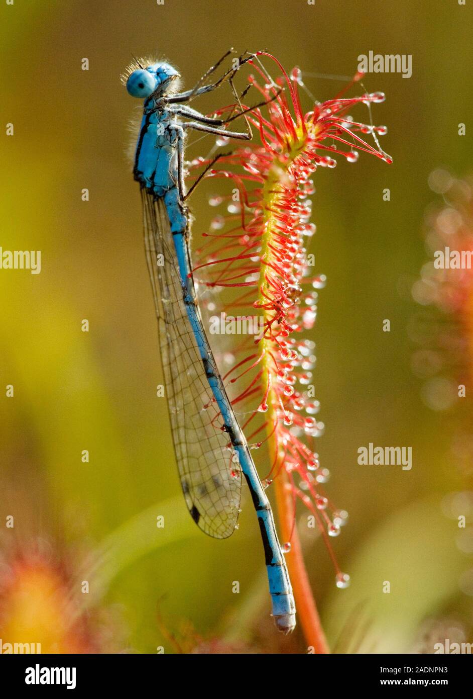 Common blue damselfly (Enallagma cyathigerum) trapped on the leaf of an ...