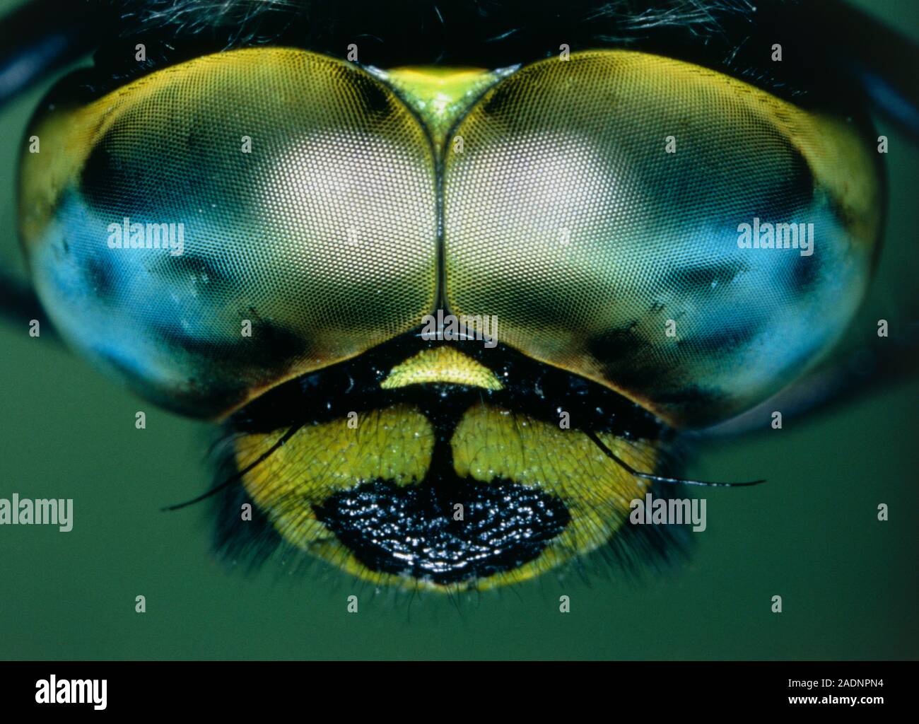 Compound eyes of dragonfly. Macrophotograph of the compound eyes of a ...