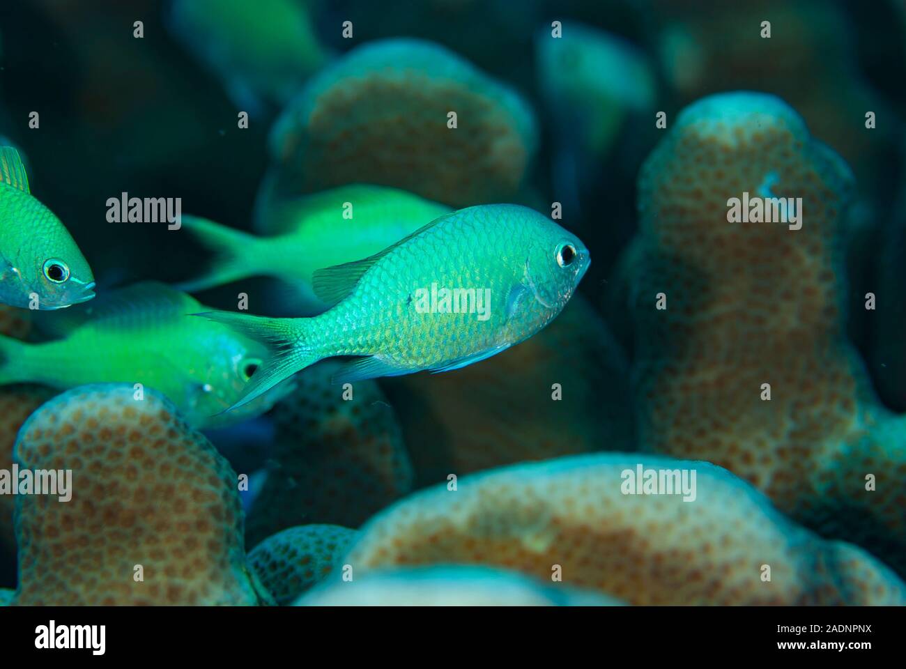 Blue-Green Chromis Chromis viridis Stock Photo - Alamy