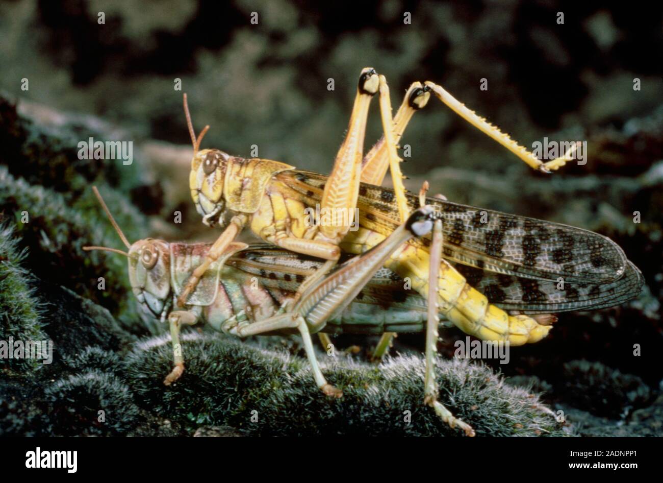 The Desert Locust Schistocerca gregaria seen here mating; the male is ...