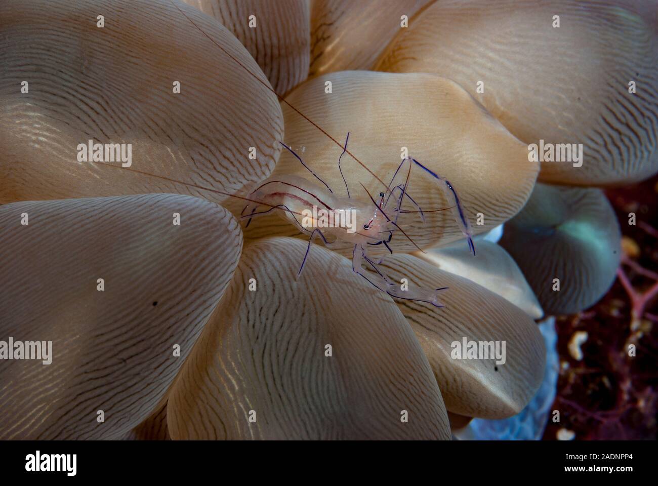 Bubble Coral Shrimp Stock Photo - Alamy