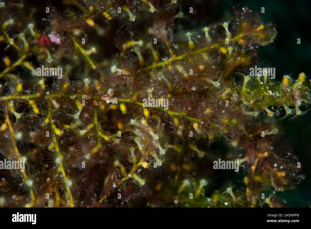 Hydroid colony hi-res stock photography and images - Alamy