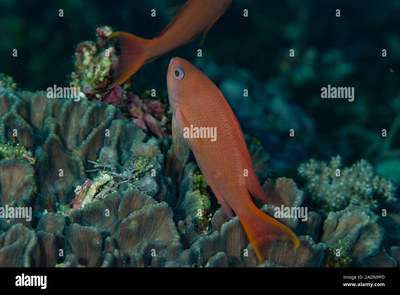 Pseudanthias dispar hi-res stock photography and images - Alamy