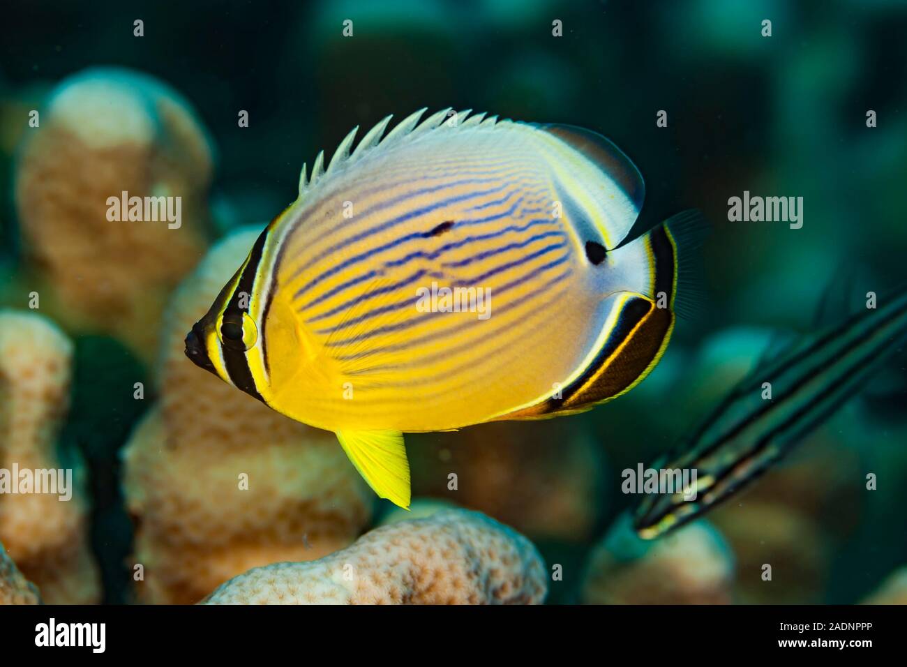 Pacific Pinstriped Butterflyfish Chaetodon lunulatus Stock Photo - Alamy