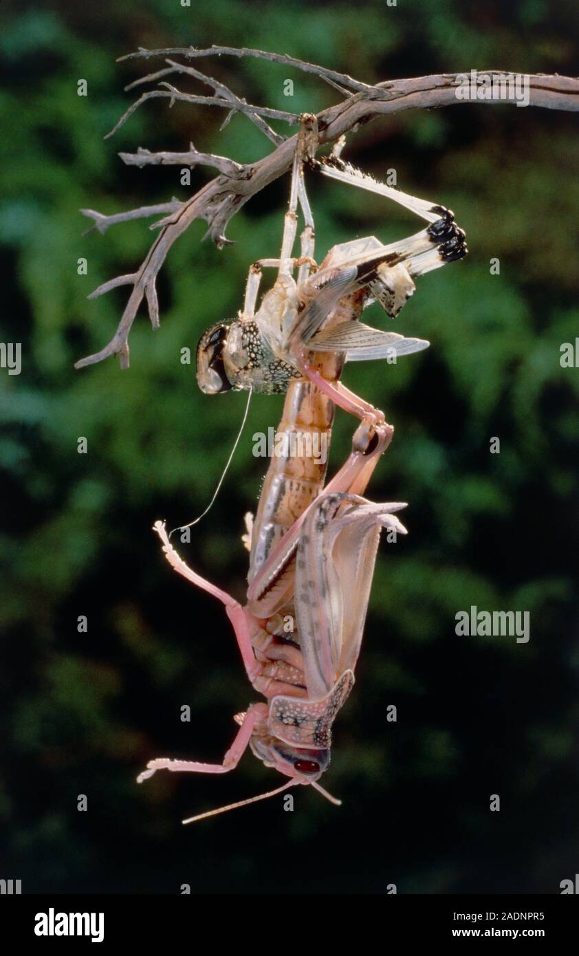 Metamorphosis of a Desert Locust Schistocerca gregaria, showing the ...