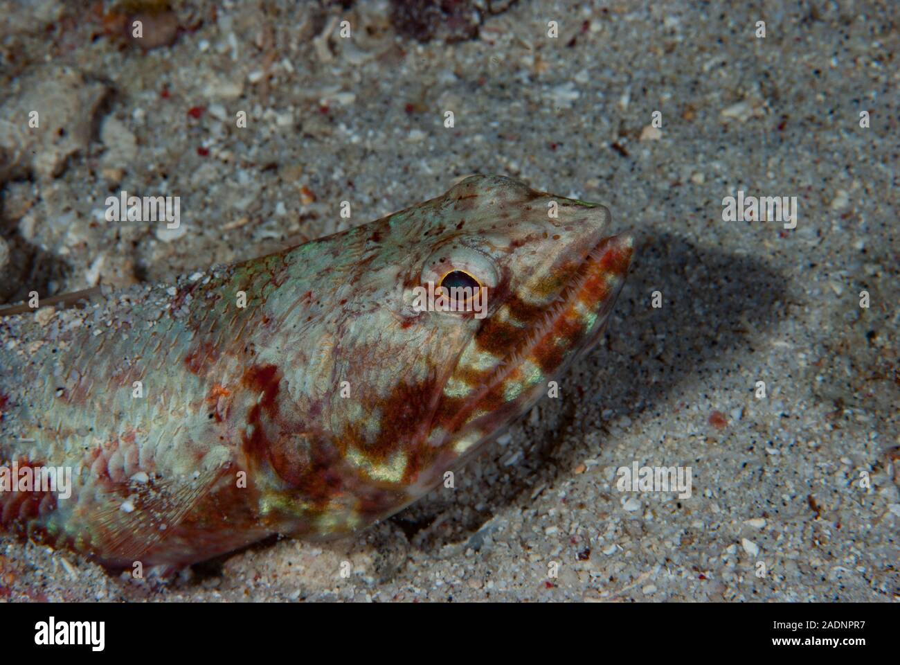 Deep sea lizardfish hi-res stock photography and images - Alamy