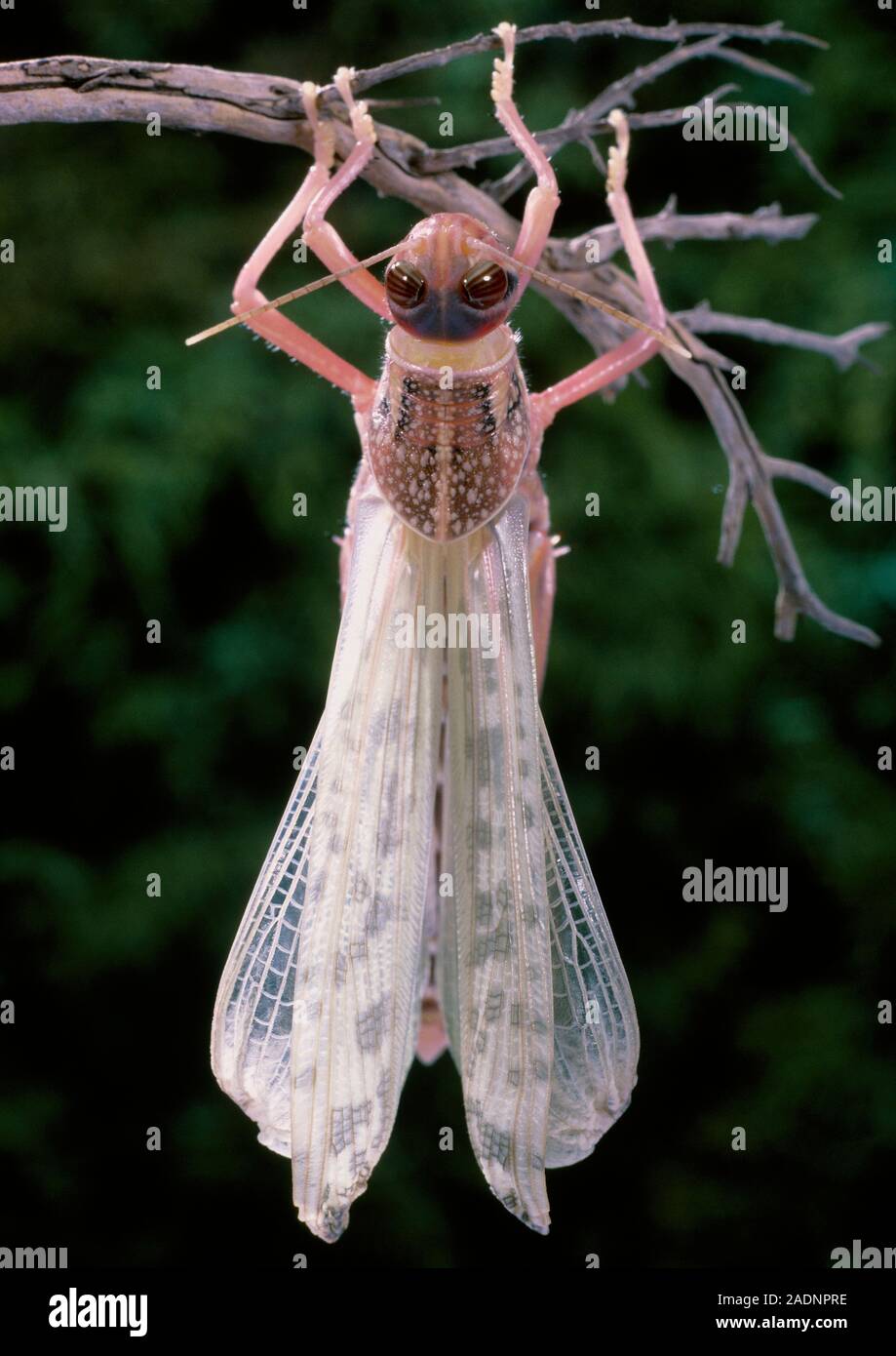 Metamorphosis of a Desert Locust Schistocerca gregaria, showing the ...