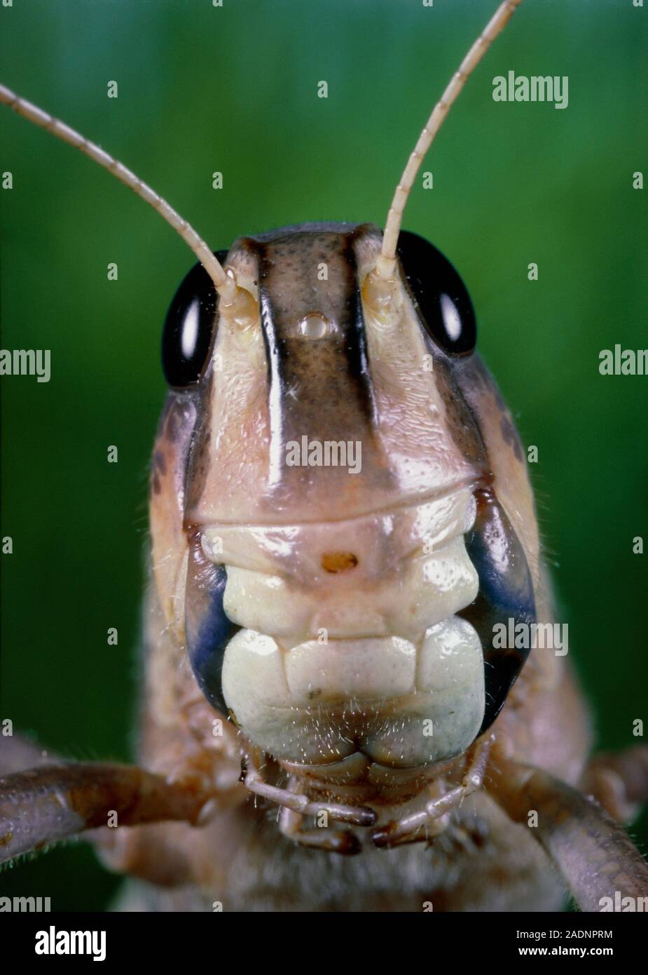 Macrophoto of the head of the migratory locust Locusta migratoria ...