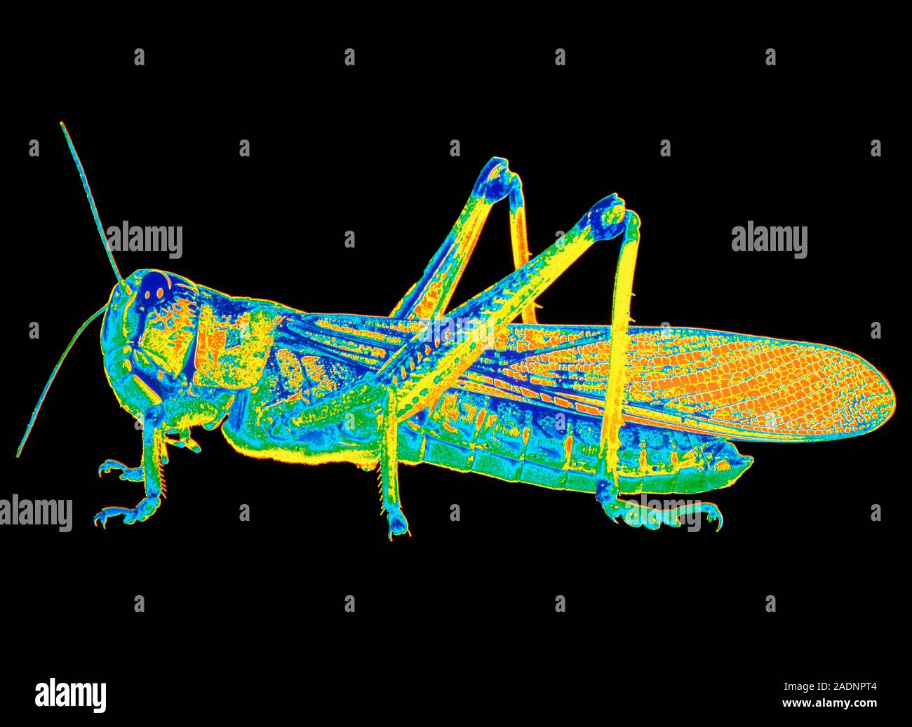 Locust. Abstract coloured photograph of a locust (suborder Caelifera ...