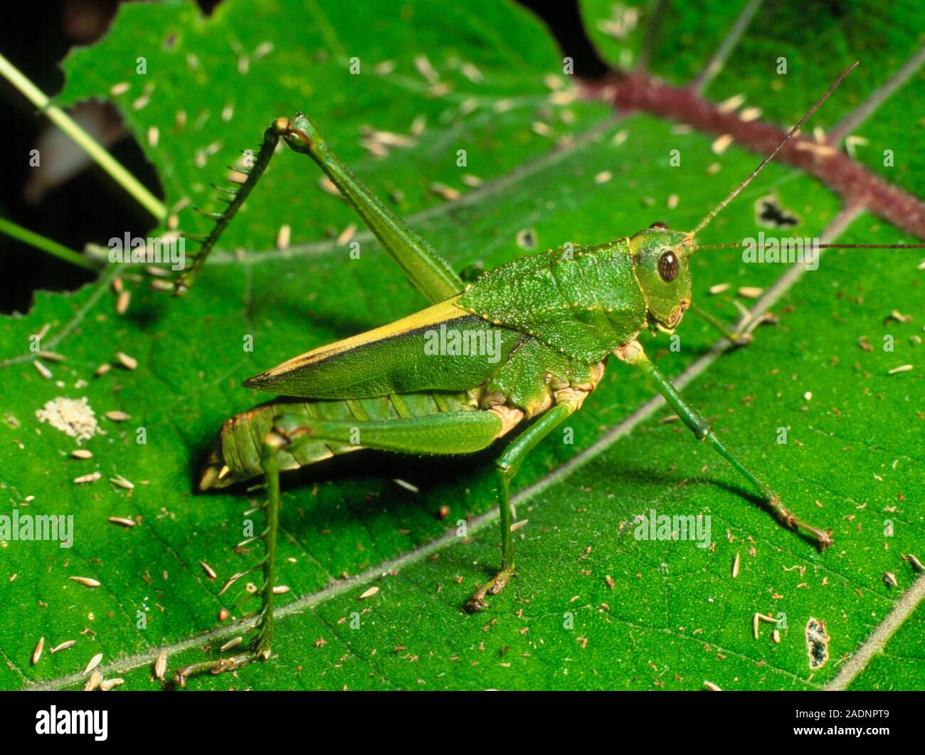 Rainforest grasshopper. Close-up of the grasshopper Agriacis scabra ...